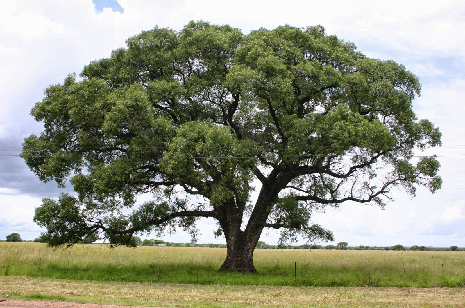 Namibia Reservations: Facts about the Morula Tree-Namibia