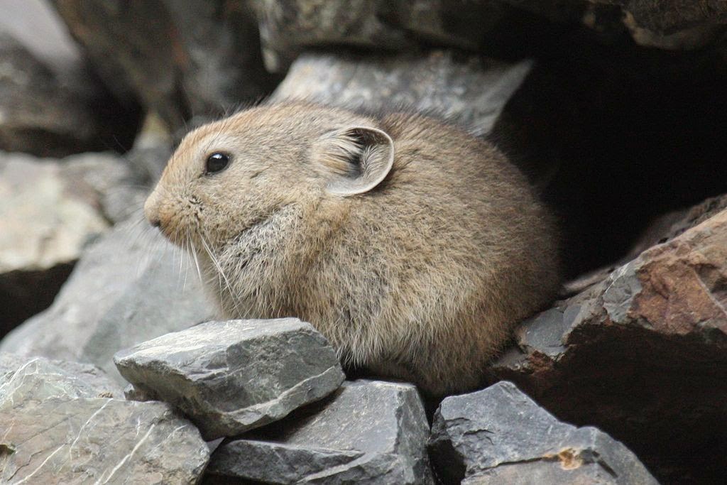 Poké-Biologia: Pikachu ~ Universo Pokémon