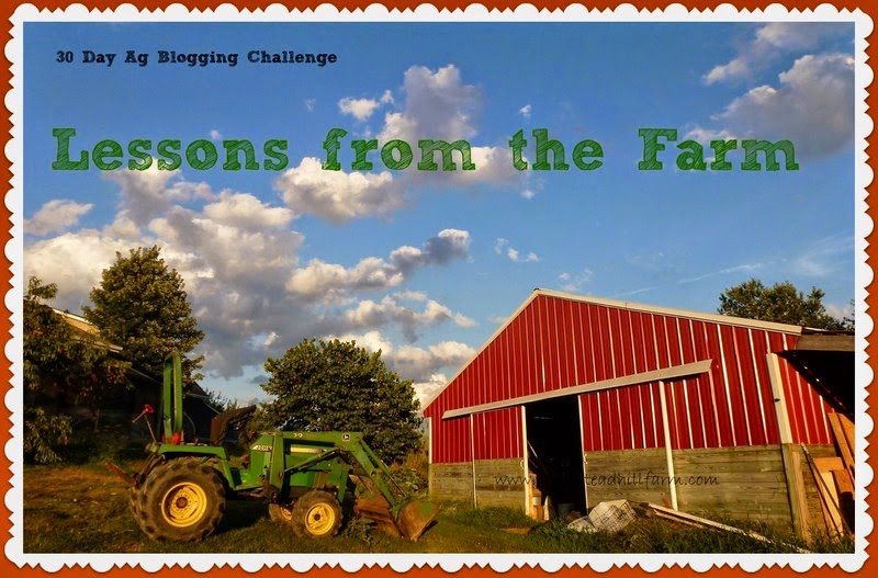 Homestead Hill Farm: Sunday Walkabout 10-26