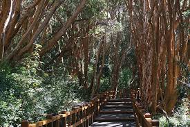 Bosque de los Arrayanes ~ LUGARES TURÍSTICOS DEL CARCHI