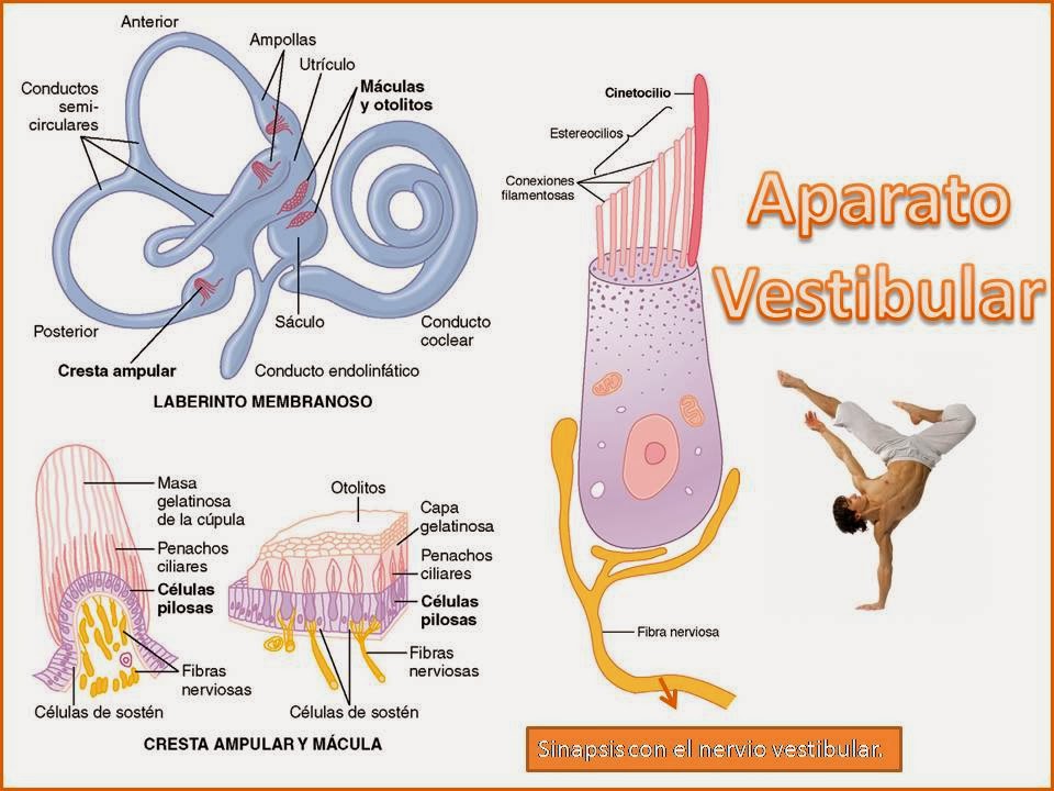 Fisiología Medica de Medina López Lucio IV-5: Aparato vestibular