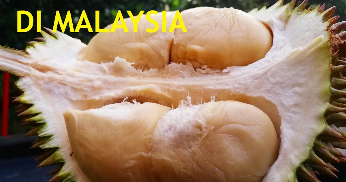 11 Jenis Durian Popular dan Laris Di Malaysia