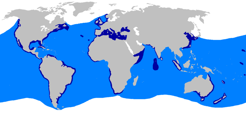 SHARK NEWS: The Common Thresher Shark