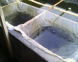 Jual Bibit/benih lele sangkuriang x phyton dan benih Ikan Air Tawar ...