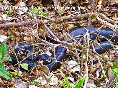 DAMN I LOVE INDONESIA REPTILES: DAMN I LOVE INDONESIA REPTILES-PANDUAN SINGKAT-ULAR-Morelia ...