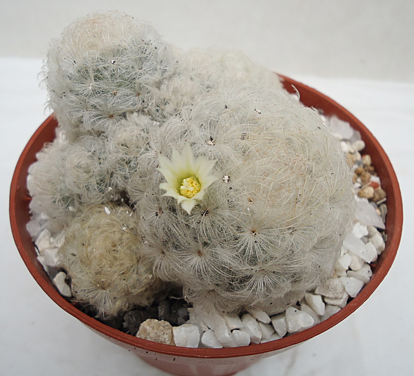 A Beleza dos Cactos