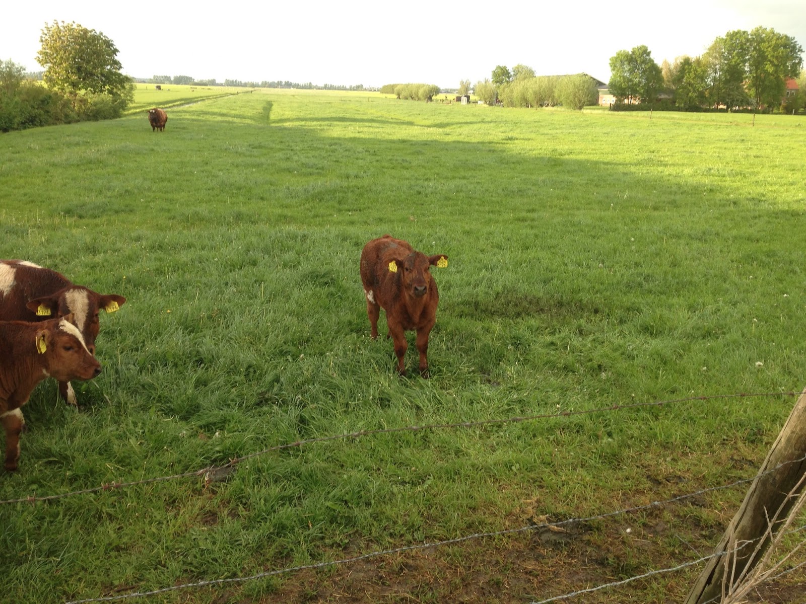 WWAWWW: Montfoort oost