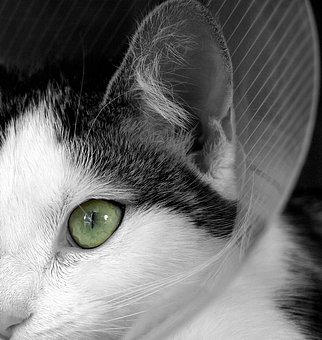 LA MASCOTA FELIZ: GATOS