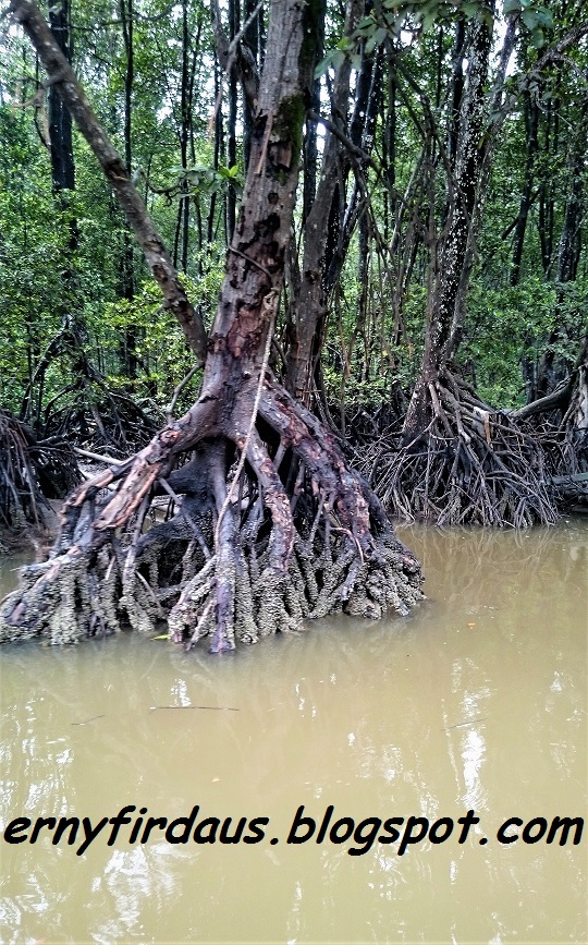 TERU TERU BOZU: Jom Terokai Perak: River Cruise di Kuala Sepetang