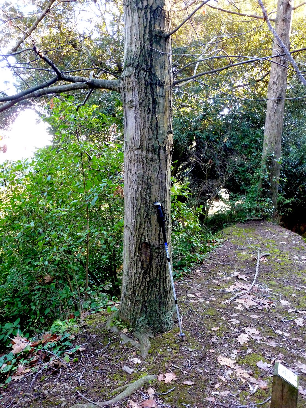 Árboles con alma: Roble rojo americano (Quercus rubra)