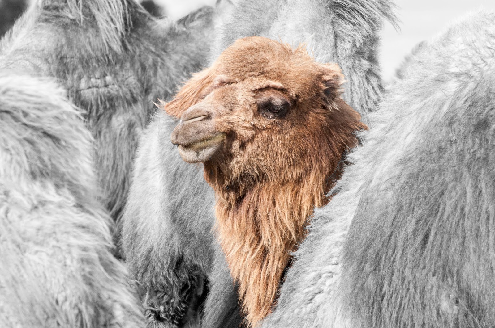 Photography by MickB: Whipsnade Zoo - Bactrian Camel Calf