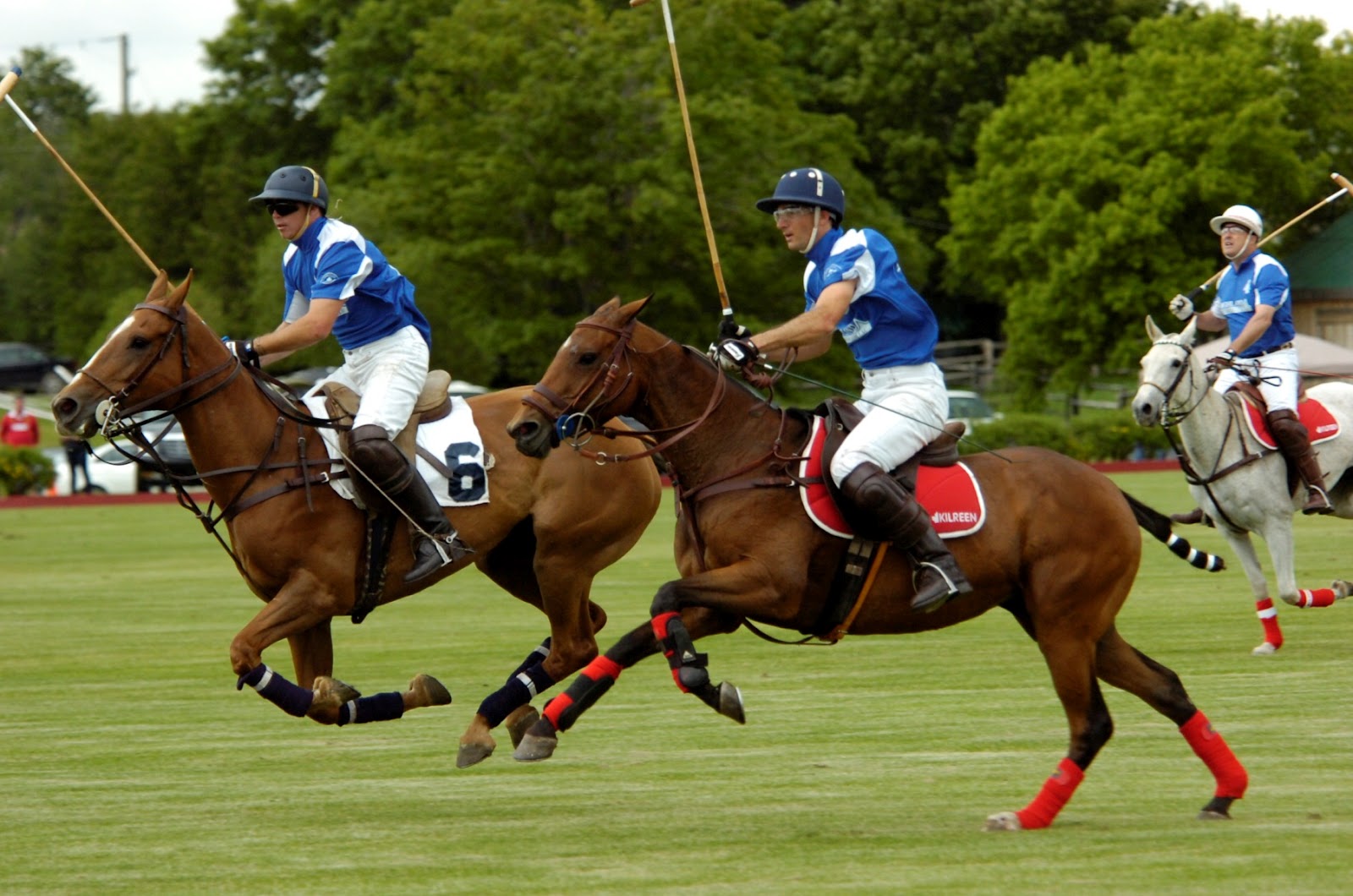 Winks Greene Transeva