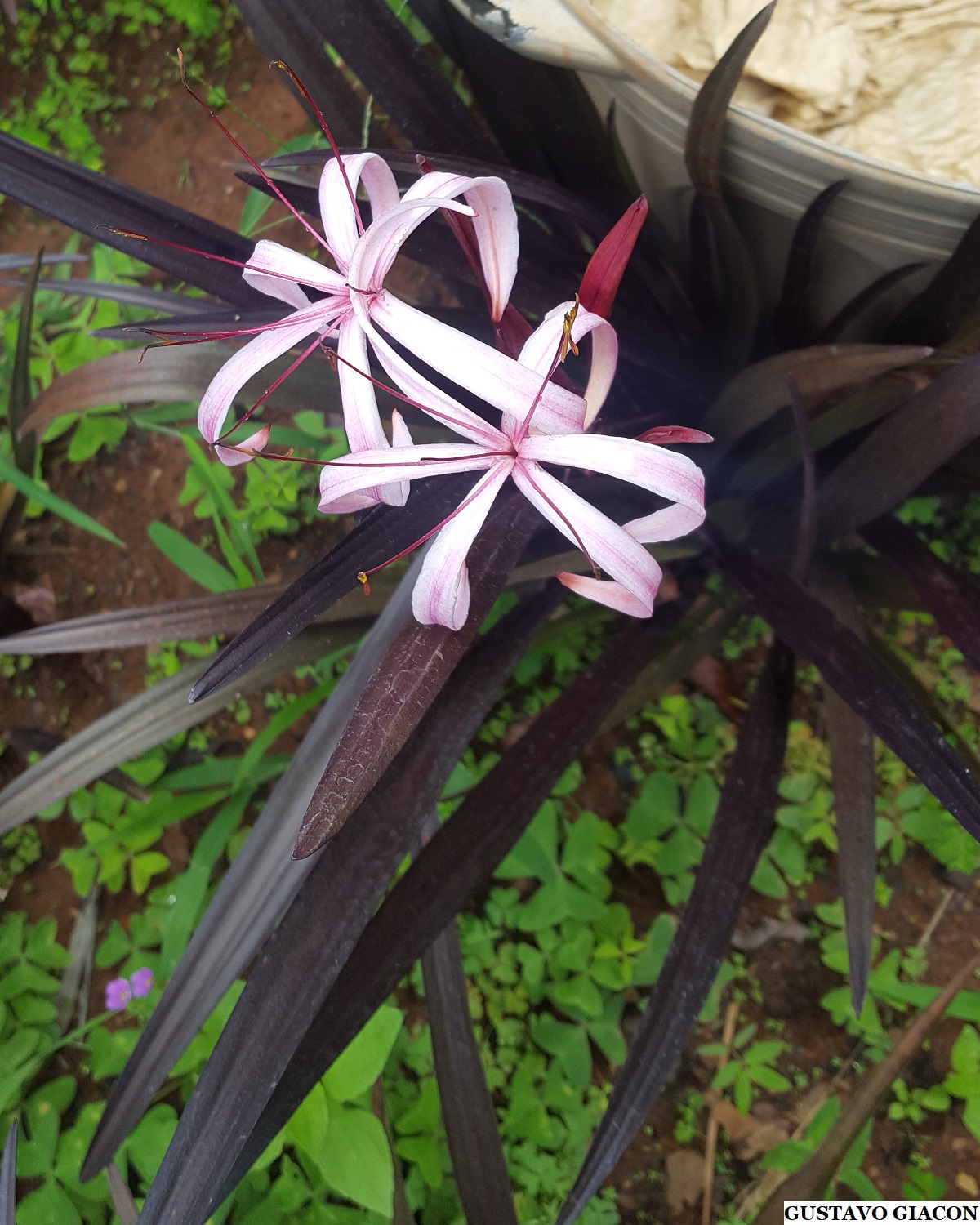 Viveiro Ciprest - Plantas Nativas e Exóticas: Crino Anão Roxo do Havaí ...