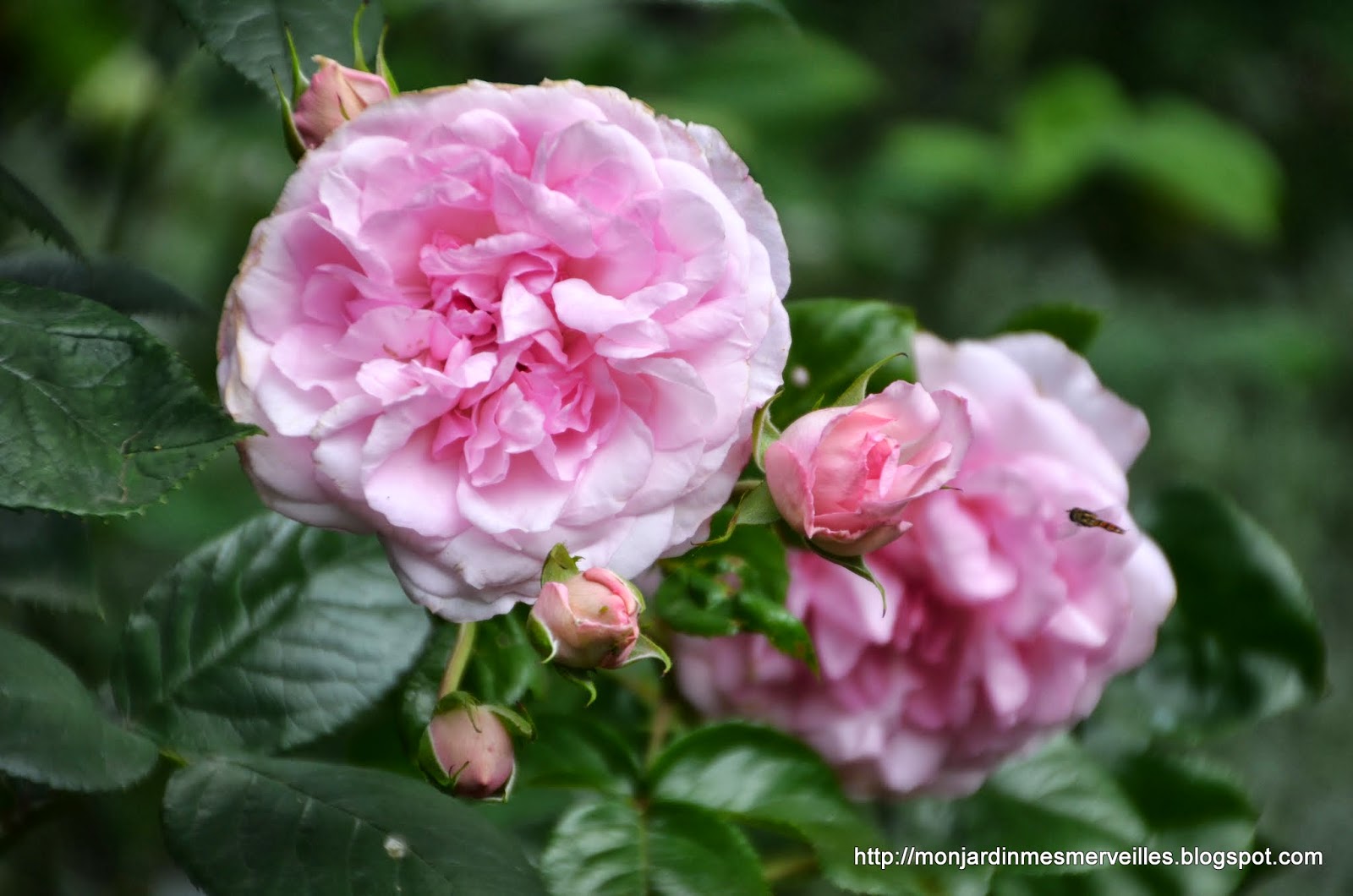 Mon Jardin Mes Merveilles: Visite royale aux Aiguillons (2/2)