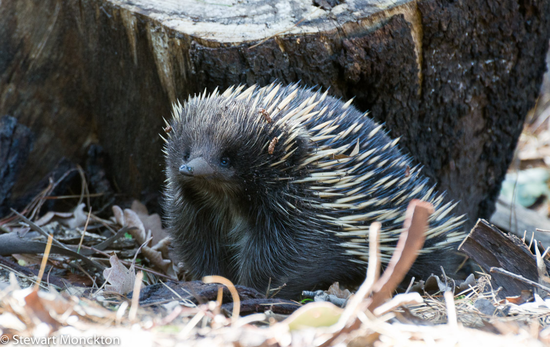 Paying Ready Attention - Photo Gallery: Echidna