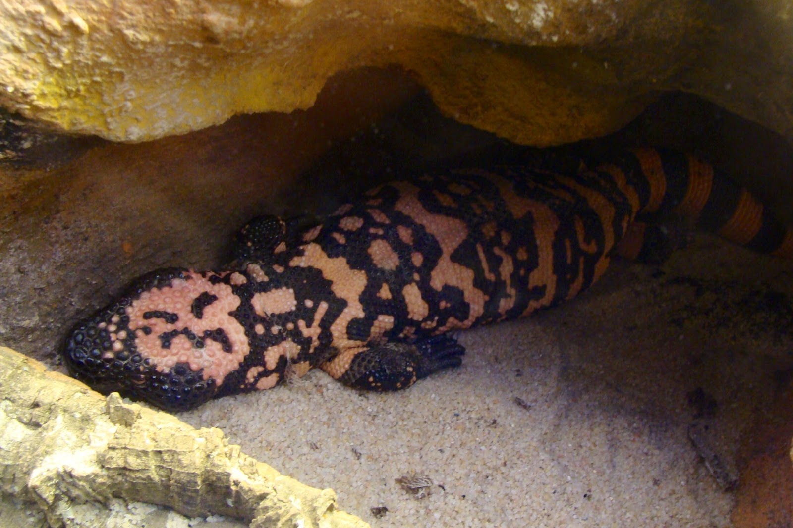 VARANOIDEA: VARANOS Y HELODERMAS