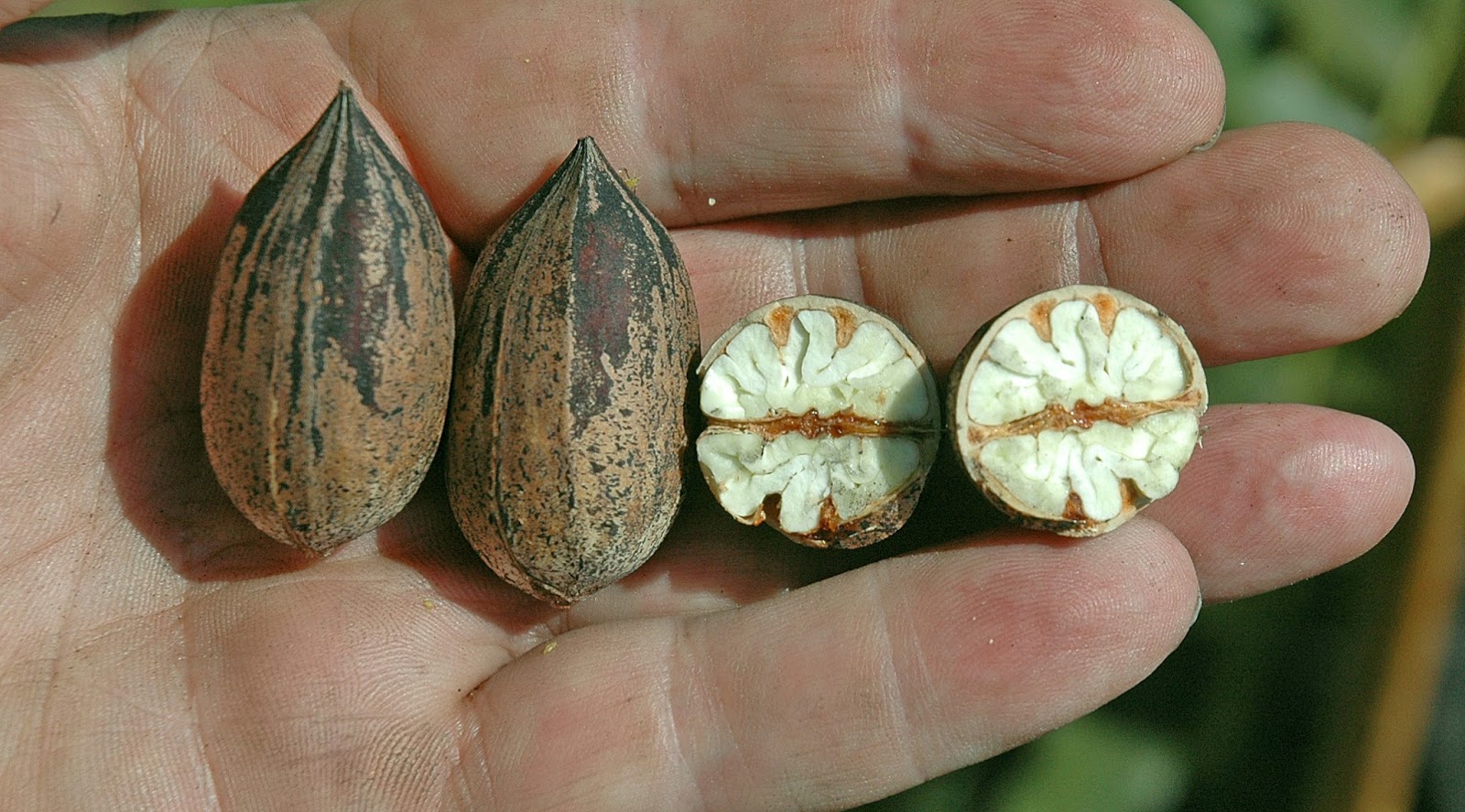 Northern Pecans: First pecan to shuck-split