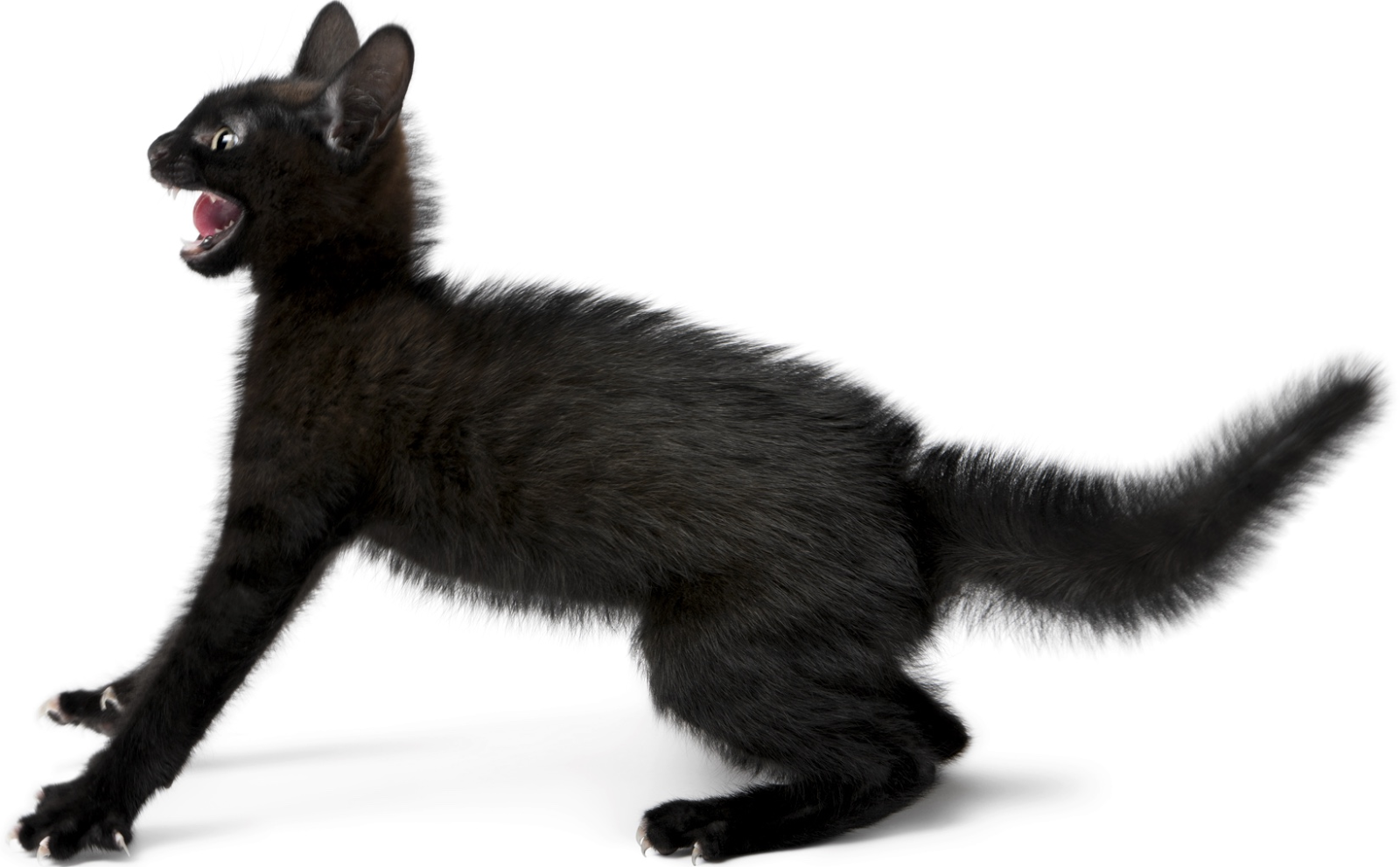 Gato Erizado