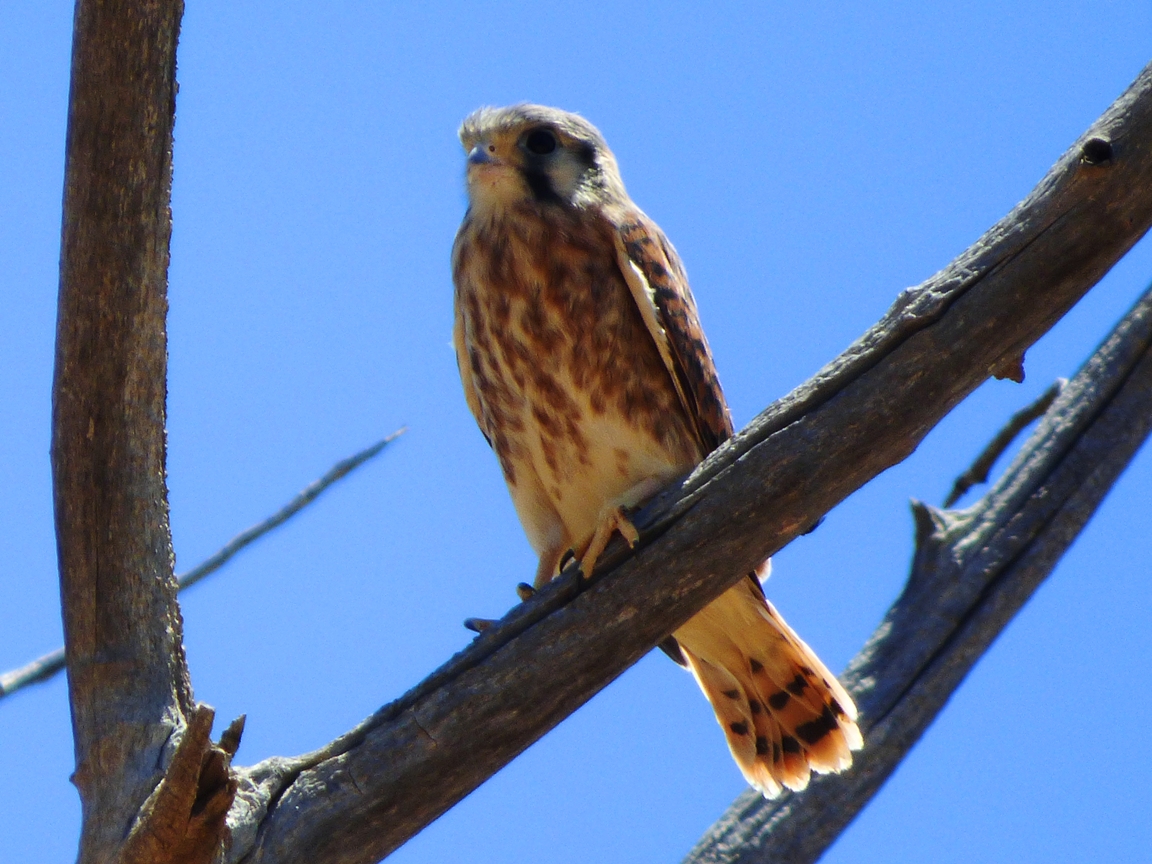 Geotripper's California Birds: Immature American Kestrel at Petrified ...