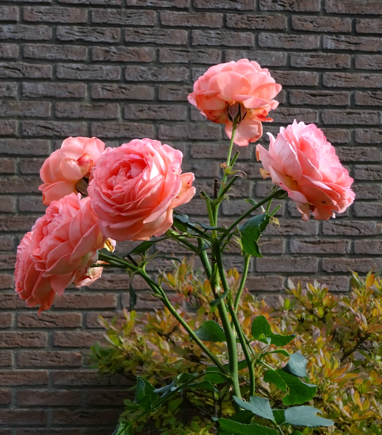 Een roos is een roos is een roos