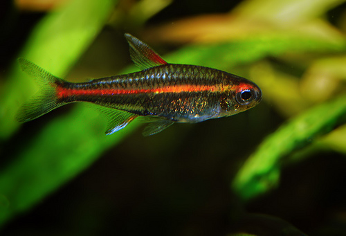 ZA FISH ACTION: Glowlight Tetra (Hemigrammus erythrozonus), Merah ...