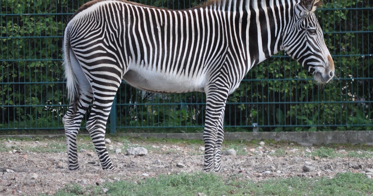 ZOOTOGRAFIANDO (6.100 ANIMALS): CEBRA DE GREVY / GREVY´S ZEBRA (Equus ...