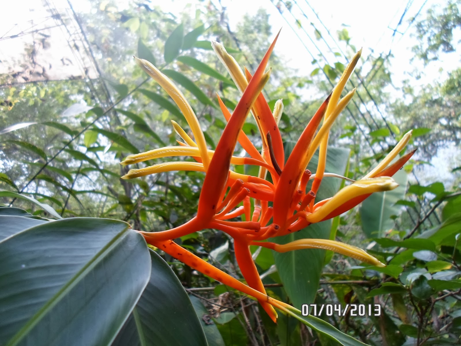 ASEAGROH, HELICONIAS, PLATANILLO