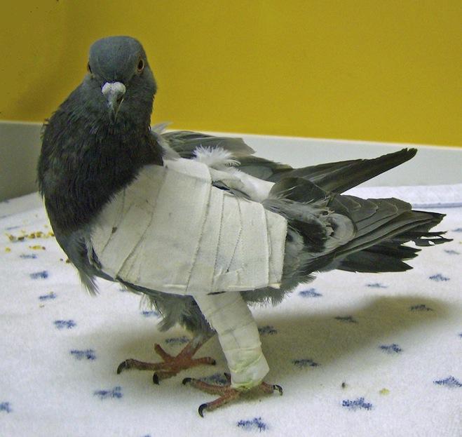 Mis amigas las palomas: Tratamiento ALA ROTA