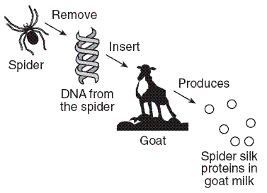 TOP Innovative Textile: Continue Top 2 Spider Silk process