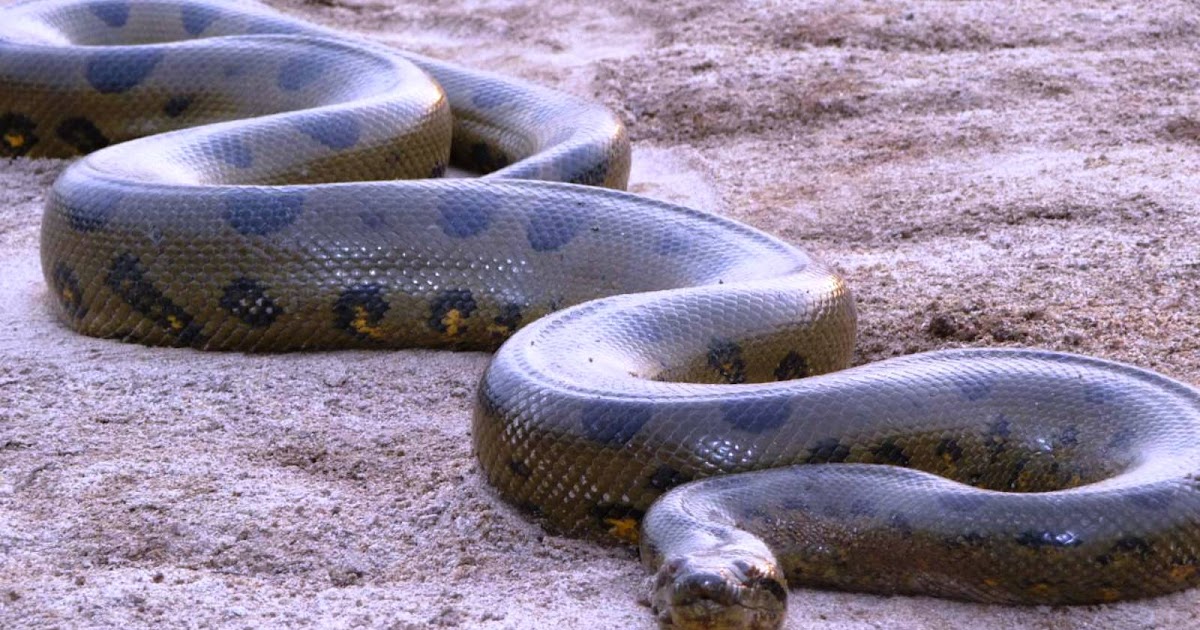 .: Anakonda w tajdze