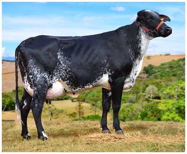 Generalidades de la Ganadería Bovina.: Girolando