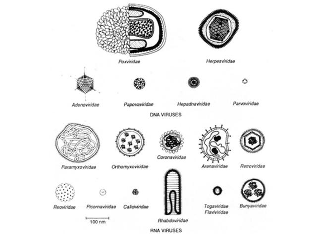 Virusurile: Virusurile