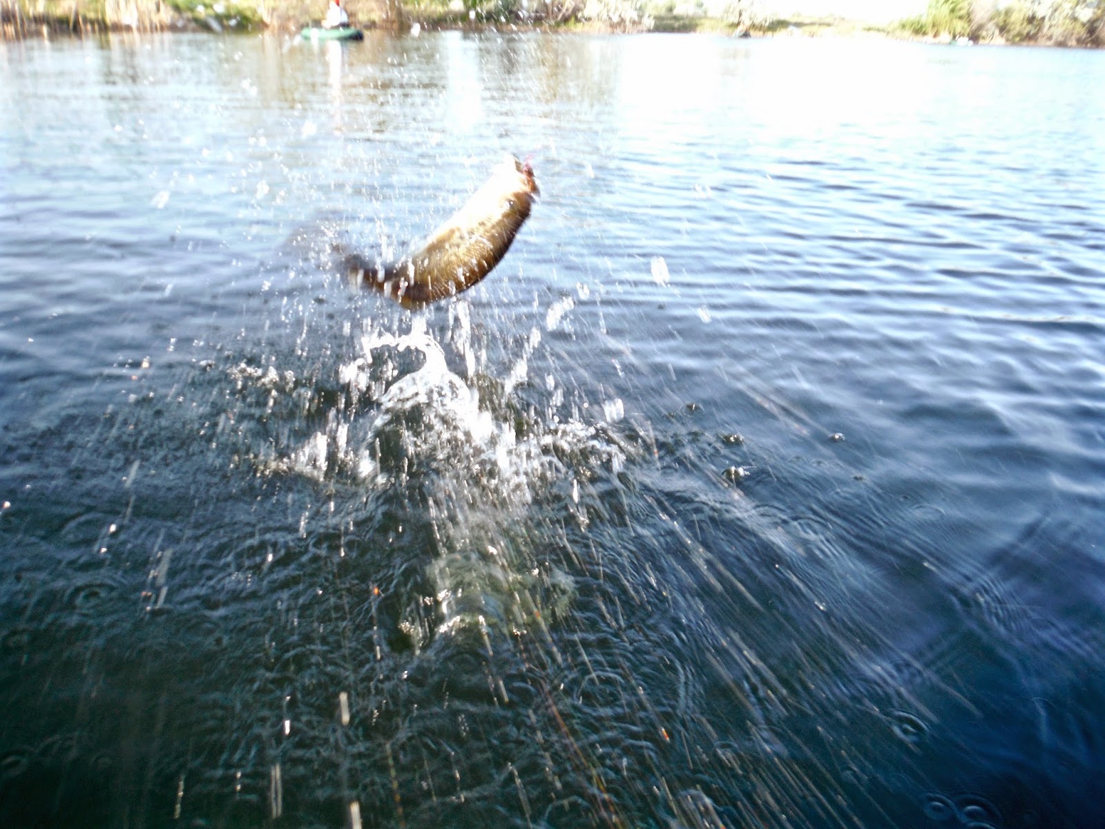 Erik’s Fly Fishing Blog: A Small Case of Bass Thumb