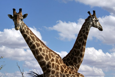 Coral Wild - A Safari Guides Diary: The Astonishing Giraffe