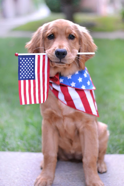 Patriotic Puppy - He and Me
