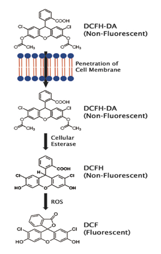 The Scientific B: DCFDA ROS assay by Flow Cytometry (FACS) Protocol in detail