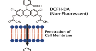 The Scientific B: DCFDA ROS assay by Flow Cytometry (FACS) Protocol in detail