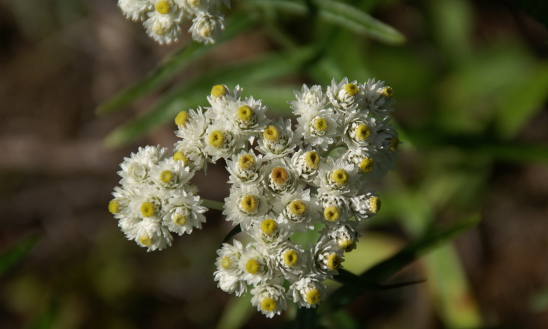 Volker's Photo Blog: Western Pearly Everlasting - more photos