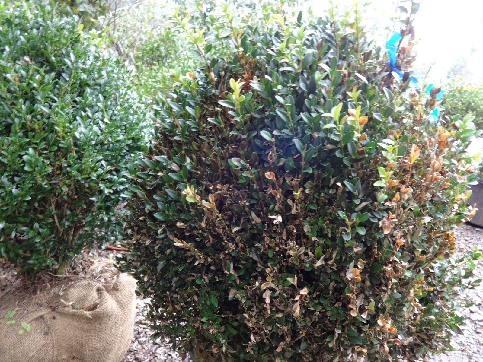 NCSU PDIC: Boxwood Blight Active Again