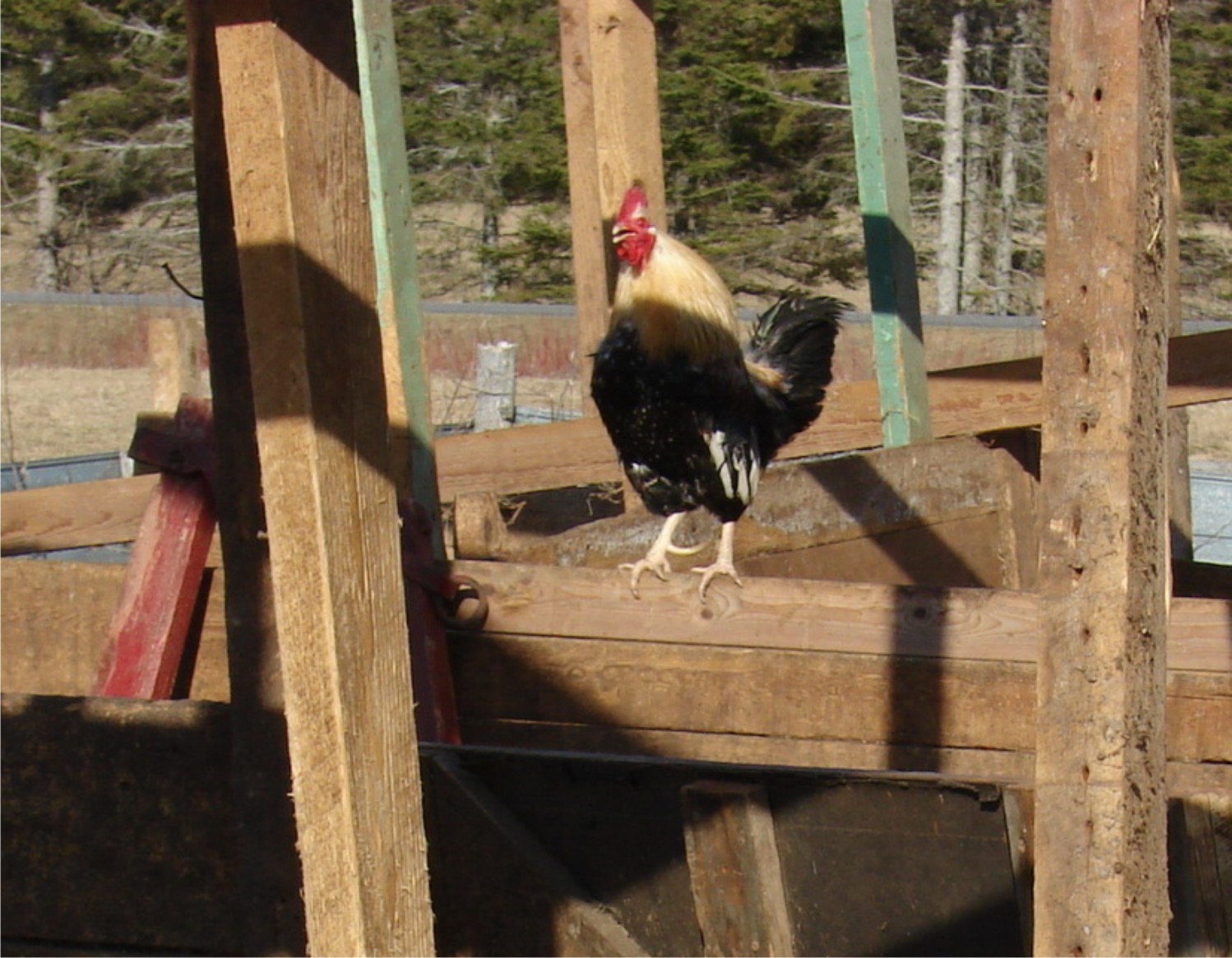 SERGEANT MAJOR ROOSTER RED HEAD - "COCK OF THE WALK"
