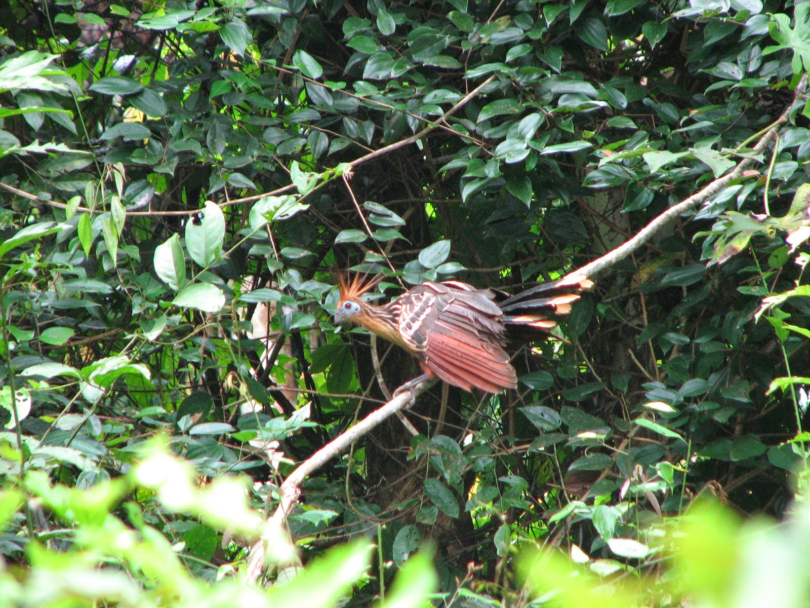 PATXAMAMA: Hoacín (Opisthocomus hoazin)