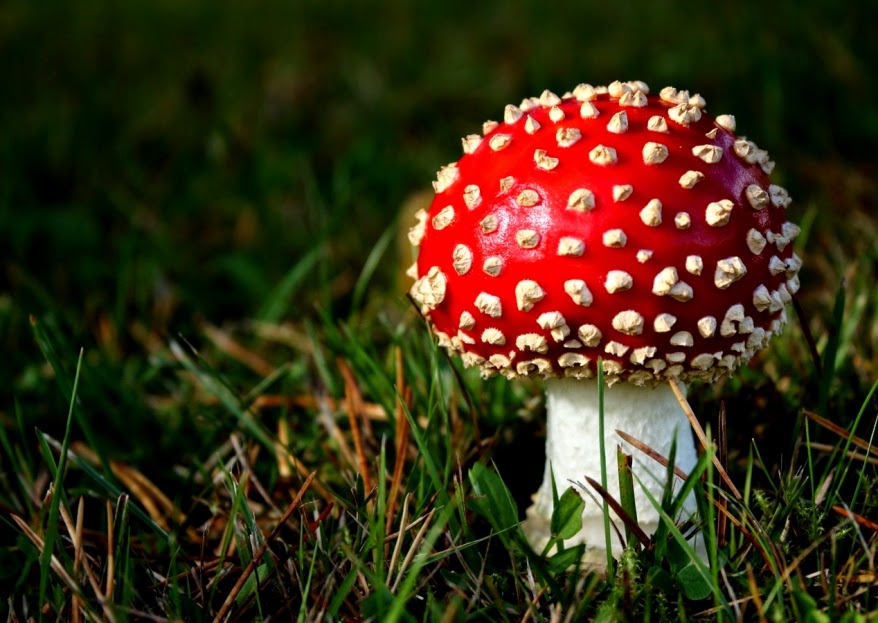 Ensiapu: Myrkytykset