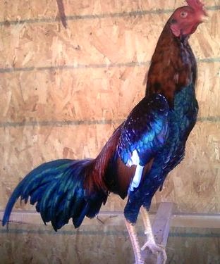 gallerosdecalle: UN PEQUEÑO RESUMEN SOBRE EL GALLO ASIL SU HISTORIA ...