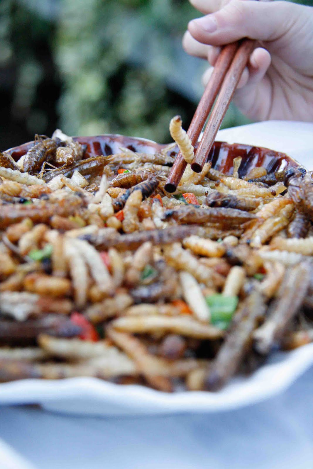 Life on Nanchang Lu: Street Food of Lijiang: Bugs, Bark and Dragonfly ...