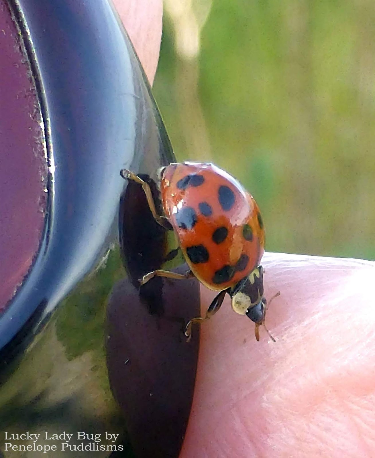 Postcards From Penelope Puddle: The Lady Is A Bug