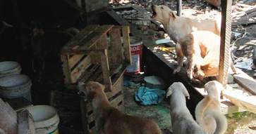 The True Stories: Man eaten by his pet dogs