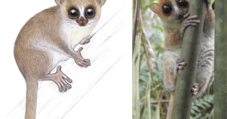 Species New to Science: [Mammalogy • 2020] Microcebus jonahi • Ecology ...