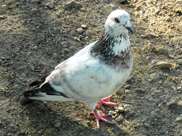 White Rock Lake, Dallas, Texas: The Feral Pigeons of White Rock Lake ...
