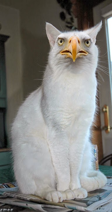 Gradina zoologică din Cernobil. Animale postapocaliptice | Imaginarium