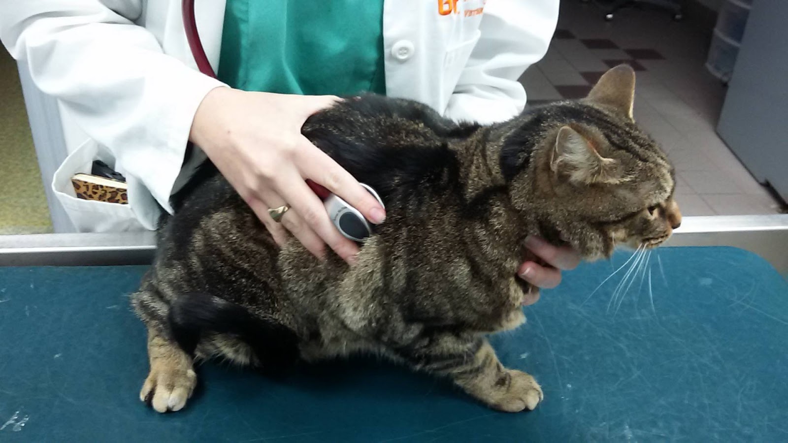 White House Animal Hospital Blog: How can you tell if your pet’s heart ...